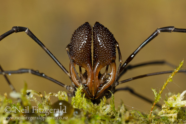 螯的故事：是我，是我先，明明是我先用的...... | ReptileStar